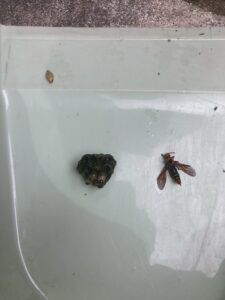 大阪市西成区 - ハチ駆除専門クリーンライフ |ハチ駆除専門クリーンライフ